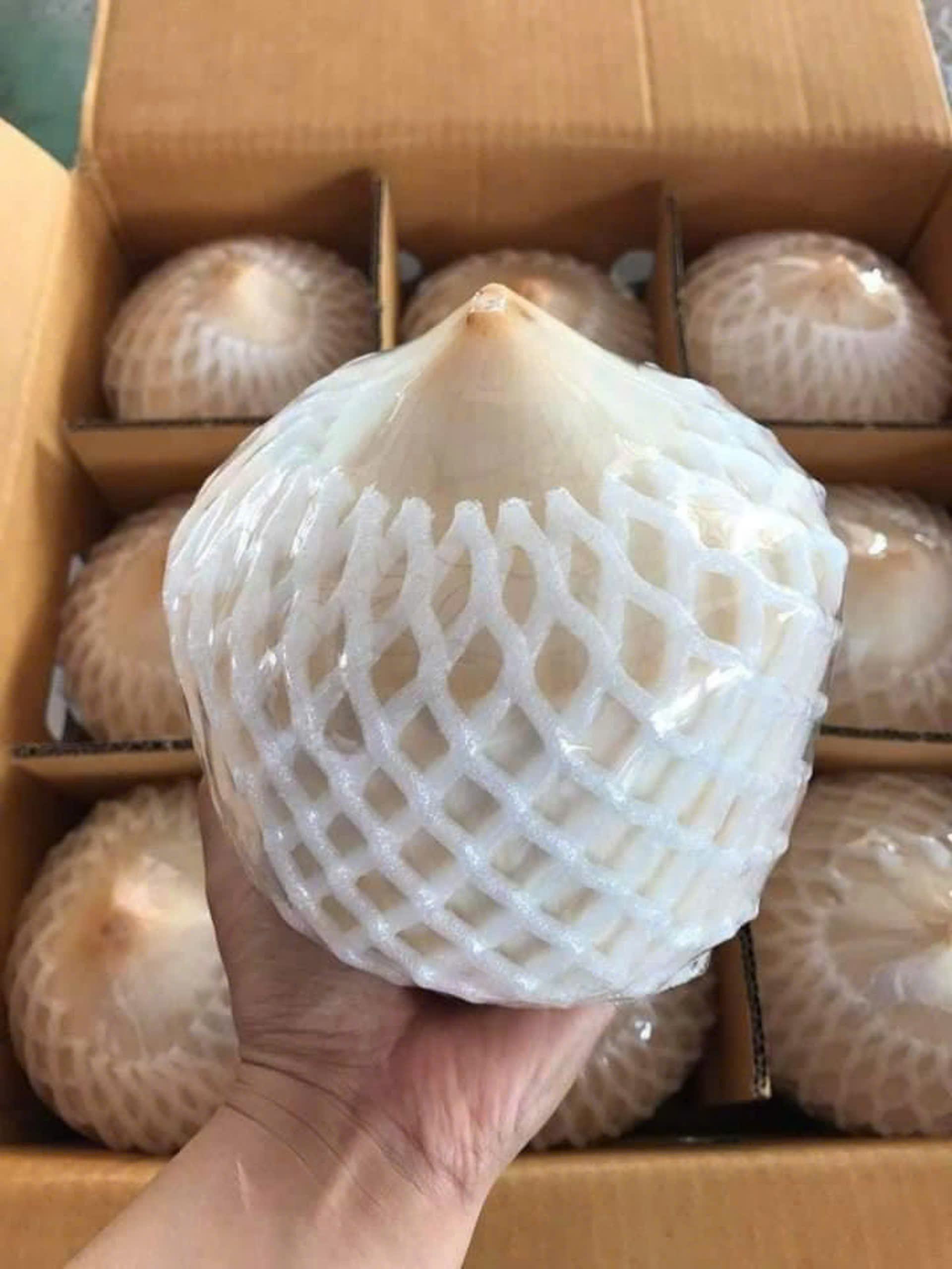 Diamond Shape - PCOMEX